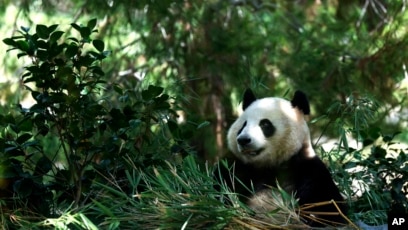 Giant Panda Natural Habitat