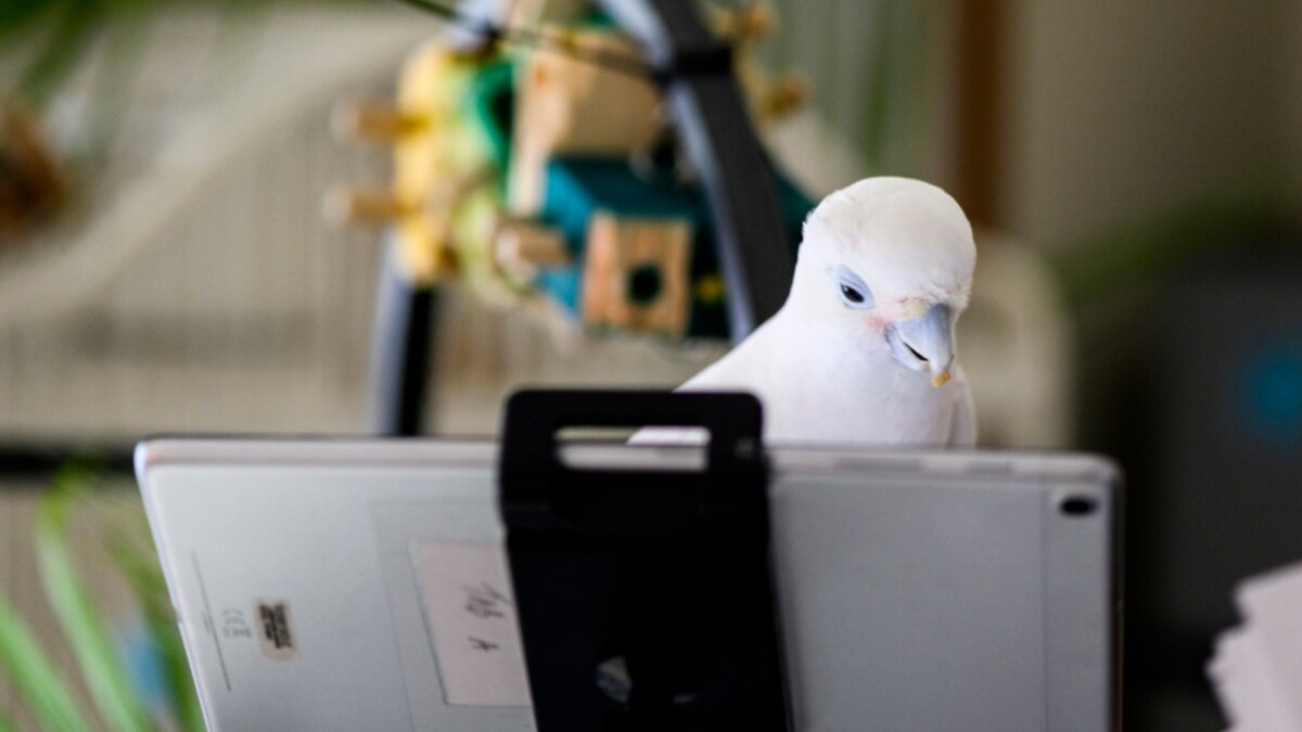 Science in a Minute: Parrots Can Learn to Video Chat with Their ...