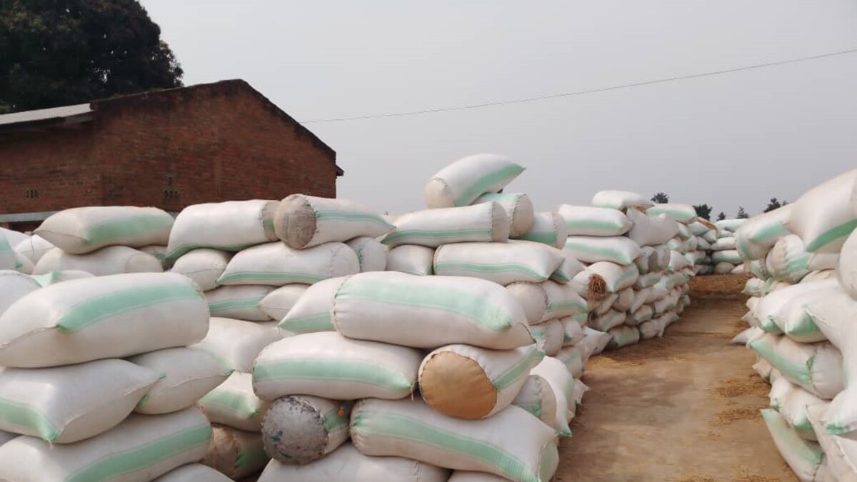 Umusaruro w'Umuceri Ukomeje Kwangirika Kubera Kubura Isoko Mu Kibaya ...