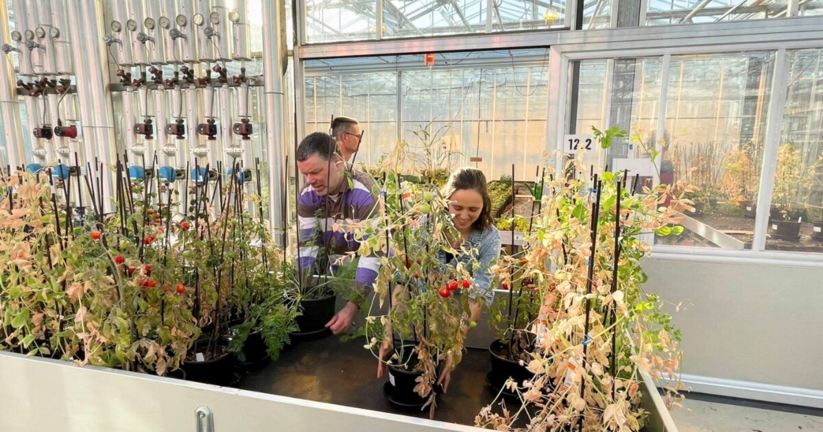 Scientists Explore How to Grow Crops on Mars