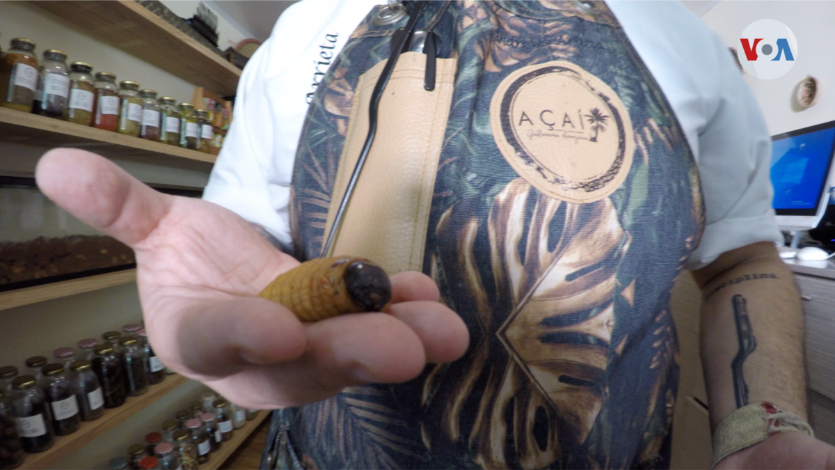 Gusano mojojoy: Gastronomía basada en productos de la selva colombiana