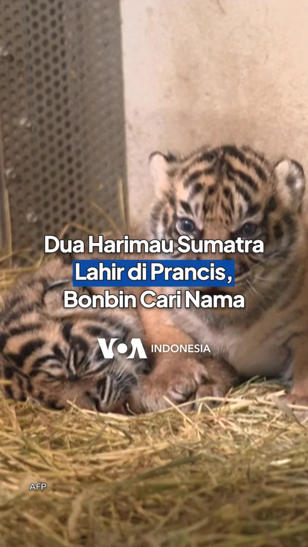 Dua Harimau Sumatra Lahir di Prancis, Bonbin Cari Nama
