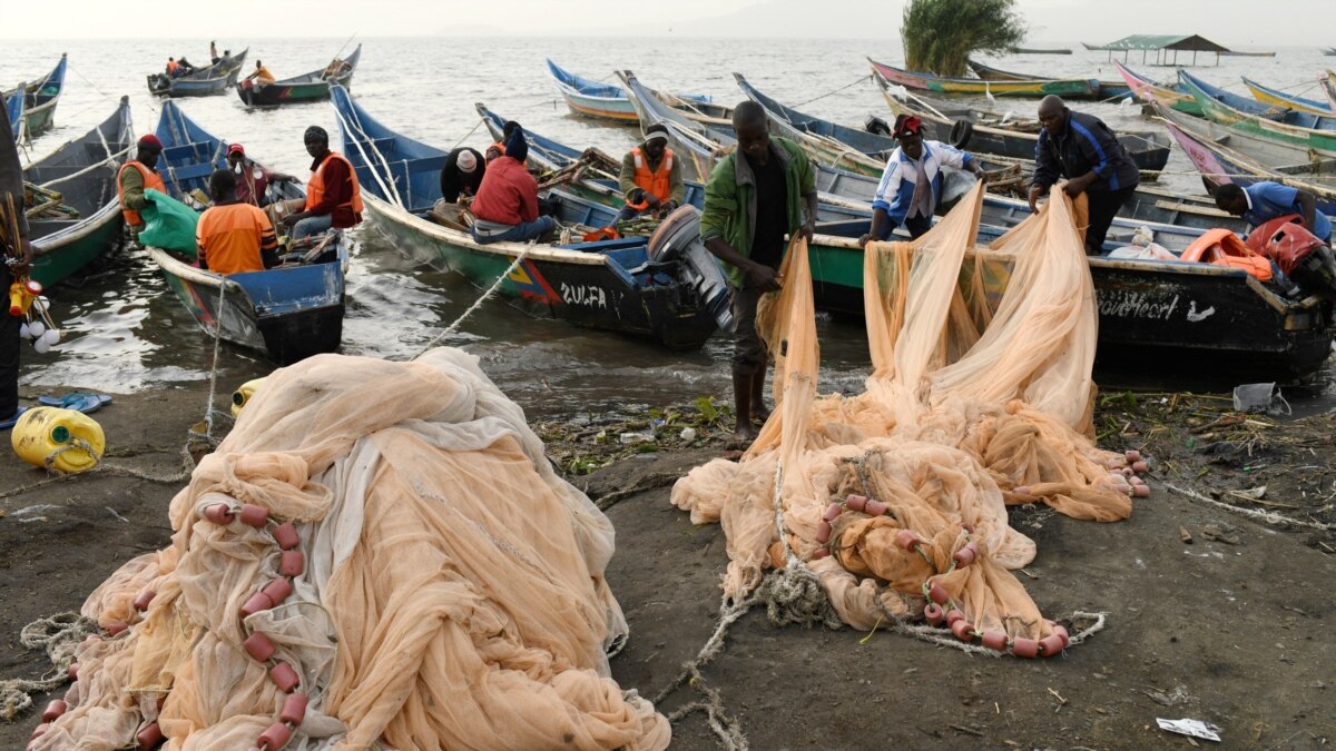 Samaki kutoka China waathiri soko la ndani Kenya
