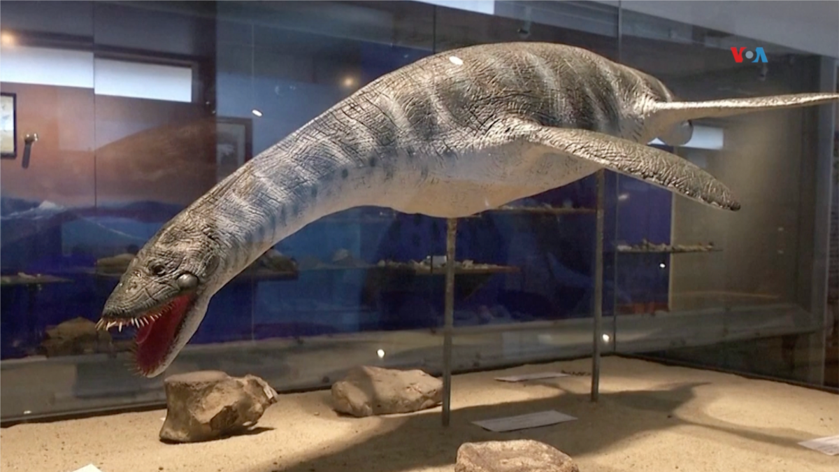Elasmosaurio: un gigante del pasado intriga a paleontólogos en las ...