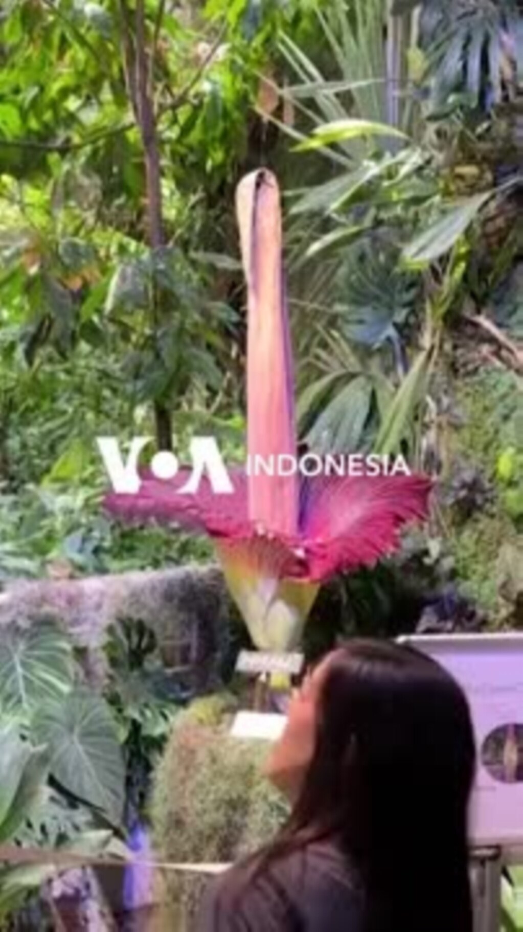 Warga AS Antre untuk Cium Bau Bunga Bangkai Raksasa
