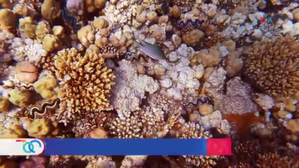 Arrecifes de coral y las millones de razones para preservarlos
