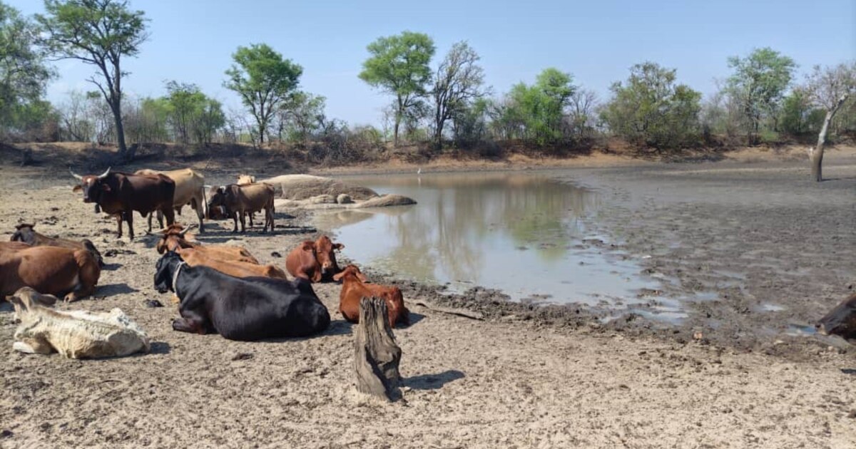 Richard Moyo: Inkomo Eyodwa 'Isithengwa' Ngesaka Lomumbu Kumbe R3,000 ...