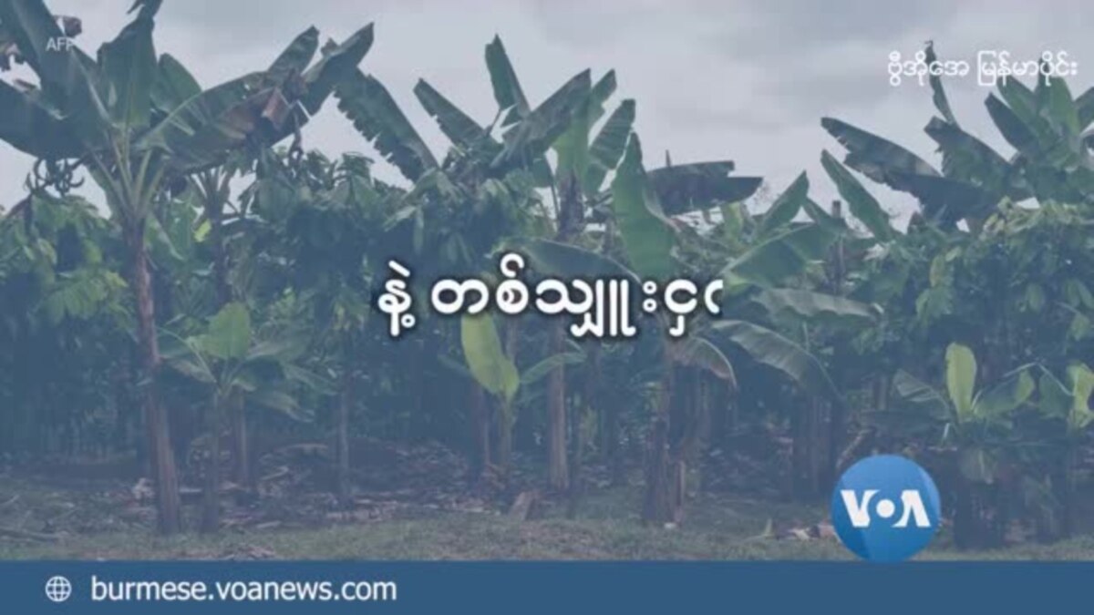 မြန်မာနဲ့ တစ်သျှူးငှက်ပျော