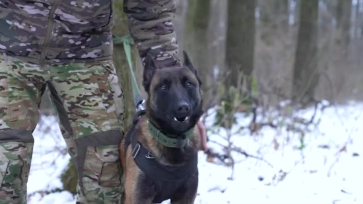 Ukrainian Military Training Dogs to Participate in Combat Missions