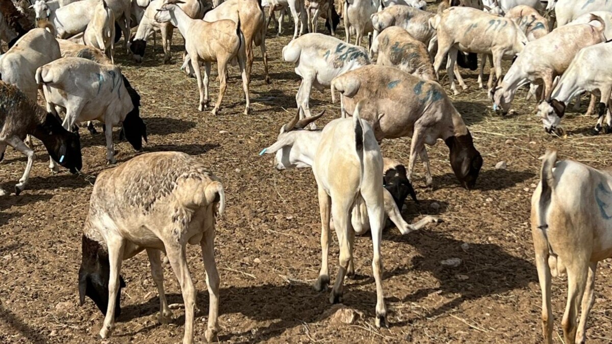 Wareysi: Sidee colaadda Laascaanood u saameysay xoolo dhaqatada?