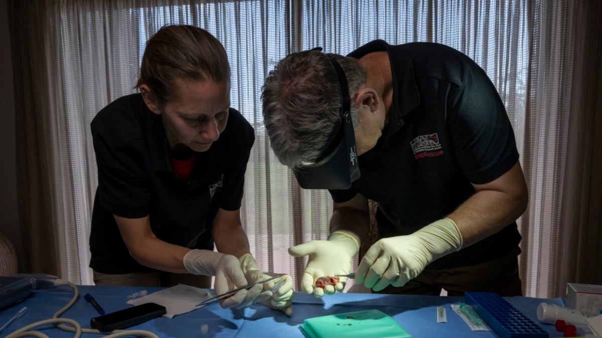 Science in a Minute: New Technique Could Save Nearly Extinct Northern ...