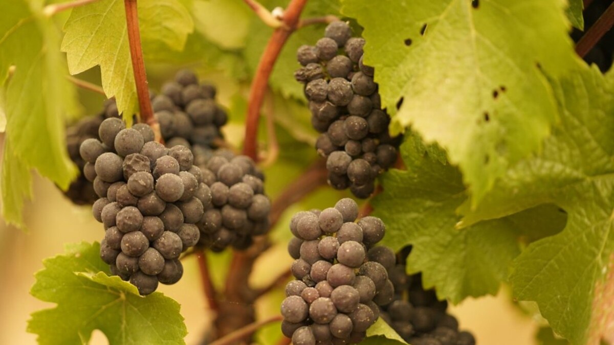 West Coast Wildfires Cause Grapes to Taste of Smoke