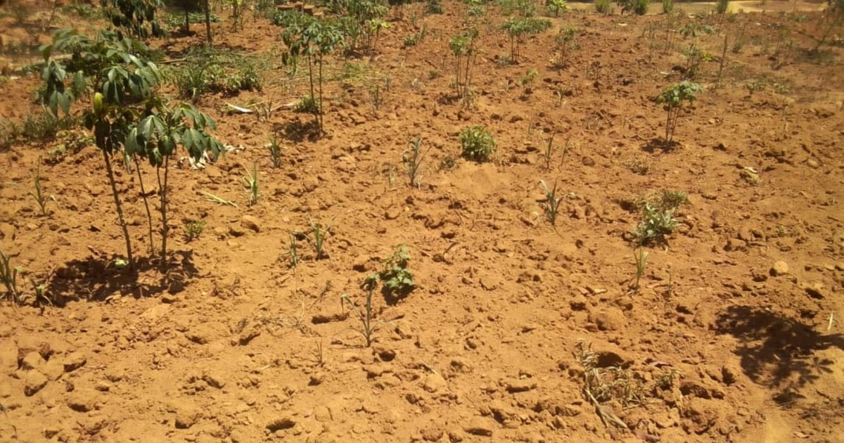 Rwanda: Mu Burasirazuba Barataka Inzara Kubera Amapfa