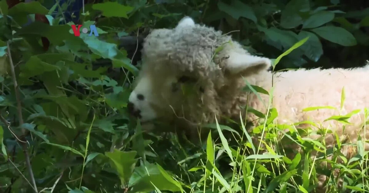 Kampung Amerika: Wedus Dadi Tukang Kebon