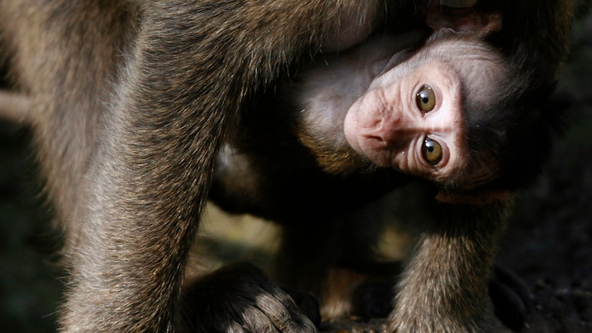 Meski Terancam Punah, Monyet Ekor Panjang Masih Kerap Dieksploitasi di ...