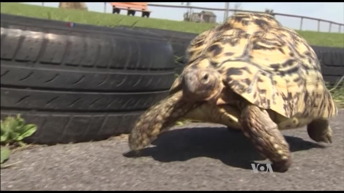 Fastest Tortoise, Biggest Cowboy Boots Newest World Record-holders