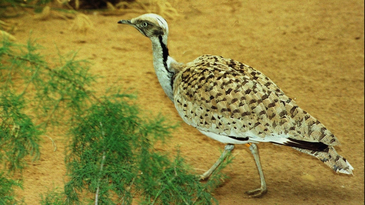 Arab Bird Hunt in Pakistan Opens Political Rifts