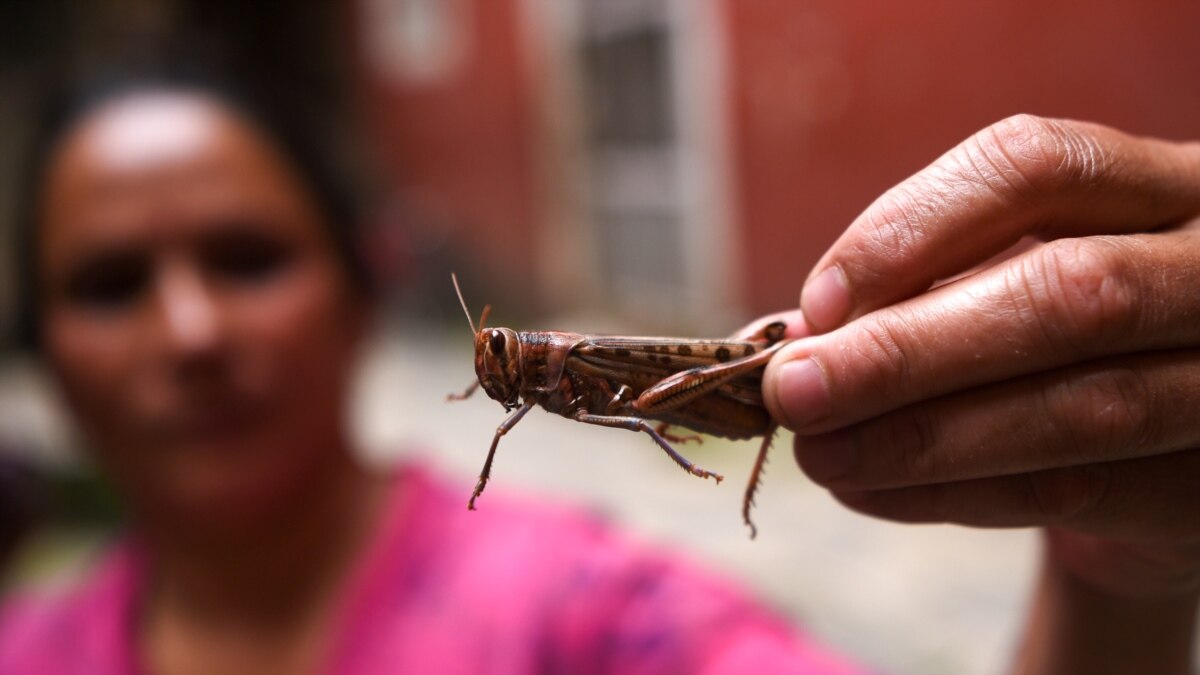 ¿Qué hace Centroamérica para frenar plaga de langostas que amenaza sus ...