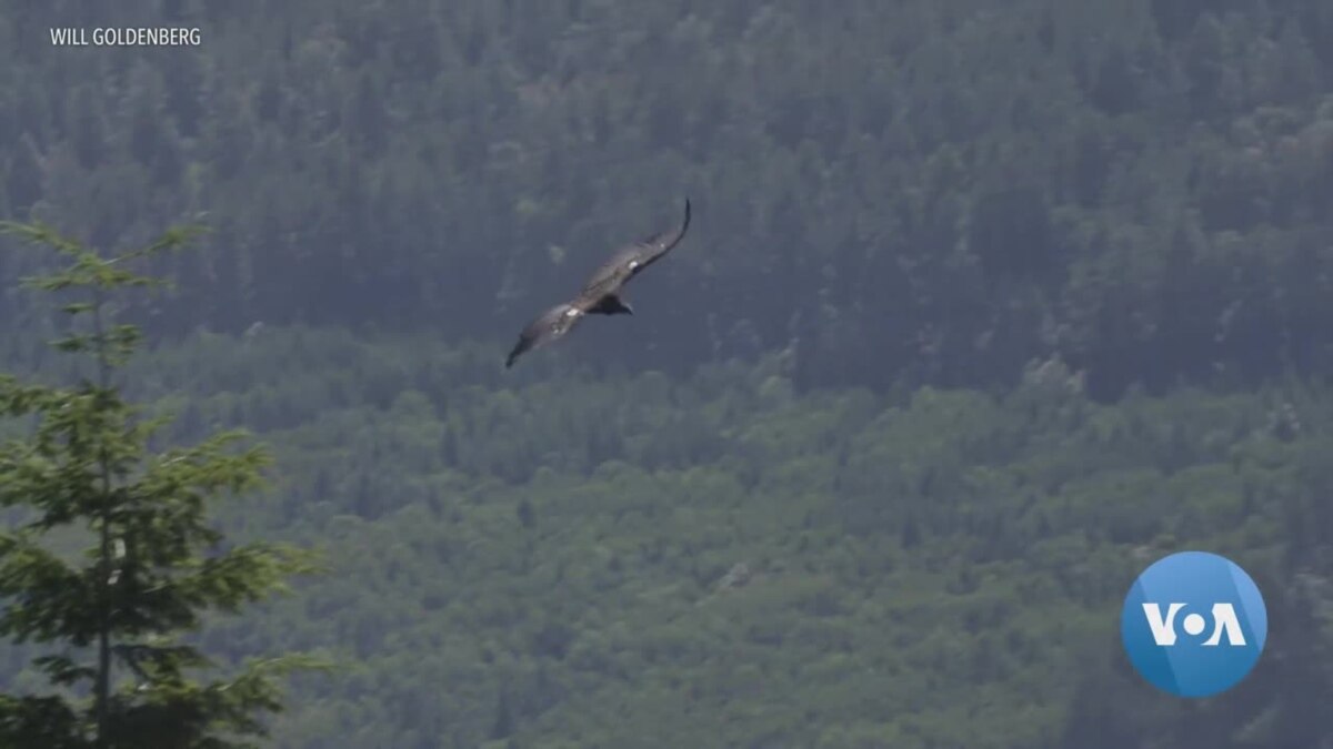Native American Tribe Helps Sacred Condors Recover After a Century’s ...