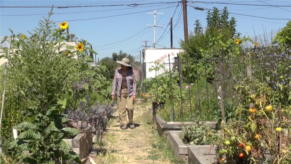 Farming Takes Hold in Undeveloped Areas of Los Angeles