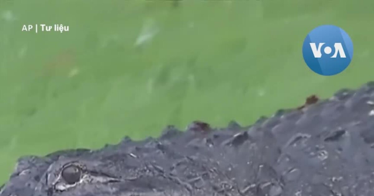 Tử vong vì xuống hồ cá sấu tìm đĩa ném