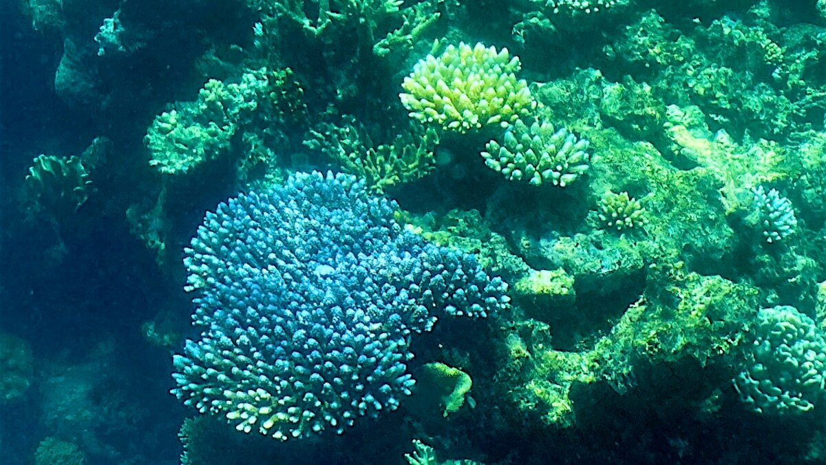 Scientists Report New Coral Bleaching Event On Great Barrier Reef