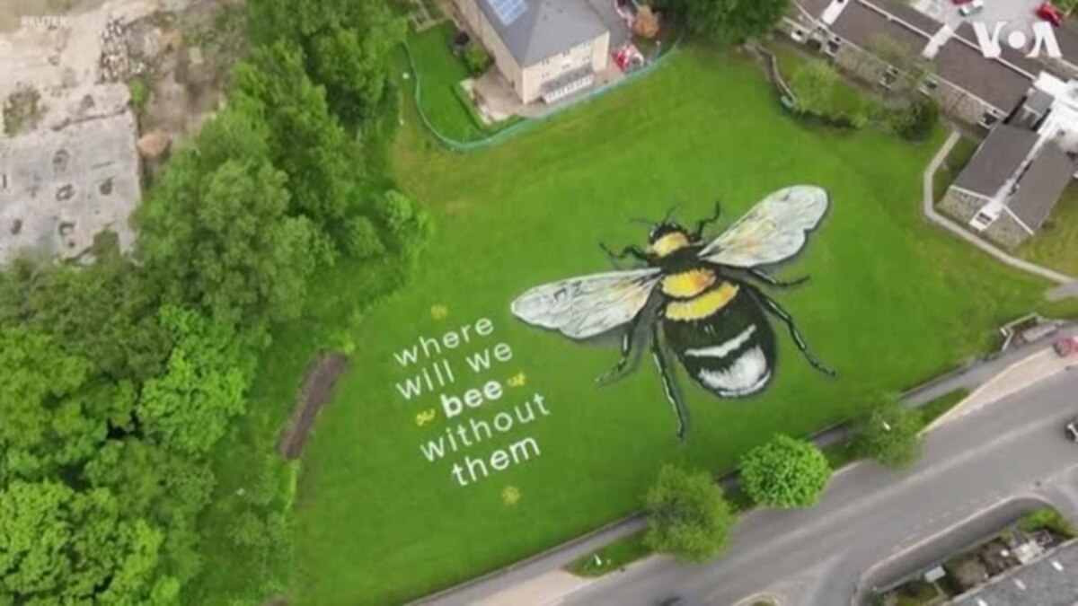 Drone Shows Giant Bee Mural on World Bee Day