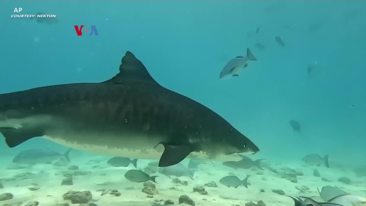 Sirip Ikan Hiu Kembali Jadi Sorotan dalam Konferensi Perlindungan Satwa