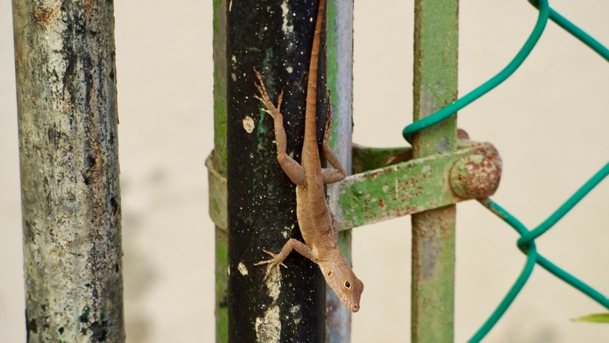 Study: Lizard Changed Genetically to Survive in the City