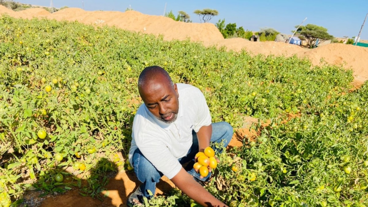 Wax-soosaarka beeraleyda Puntland