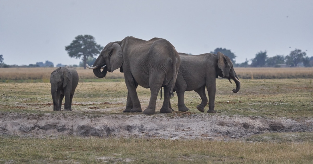 Botswana Communities Earn $5 Million Through Elephant Hunting