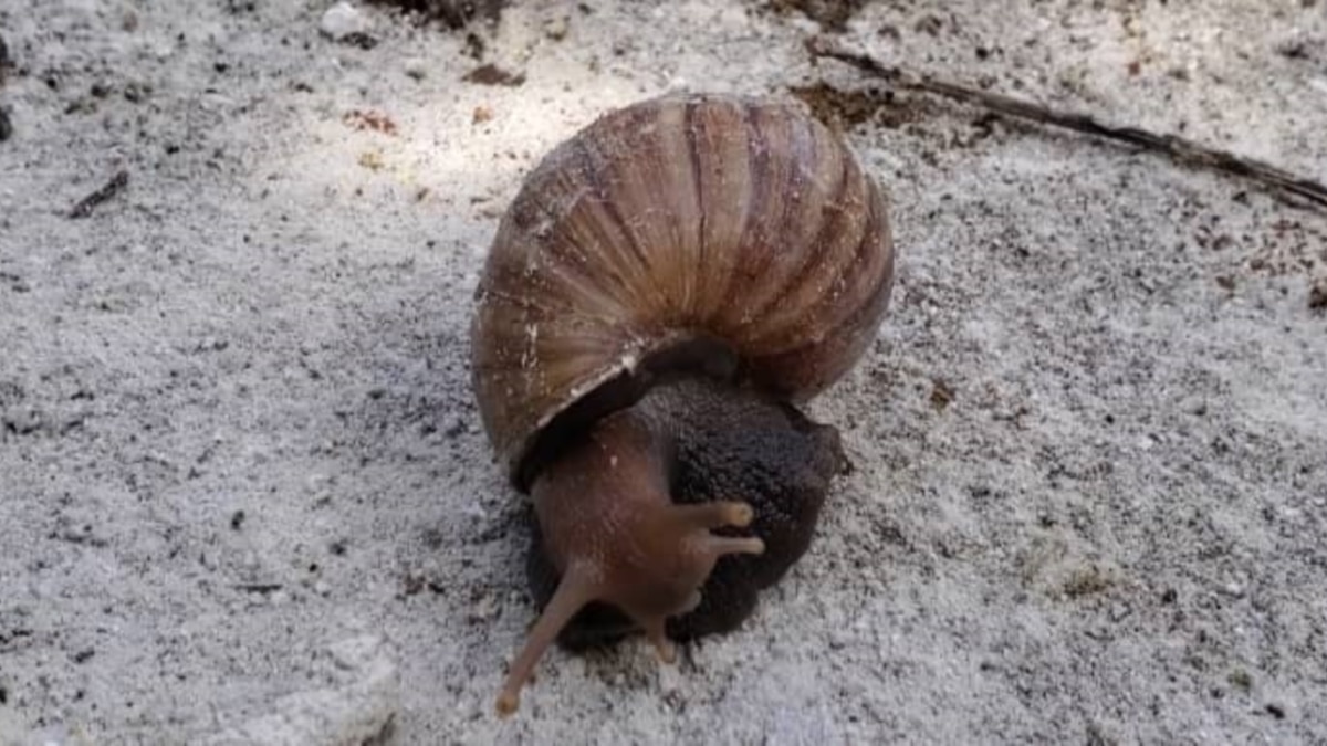 Tóxico caracol africano invade comunidades cercanas al Lago de ...
