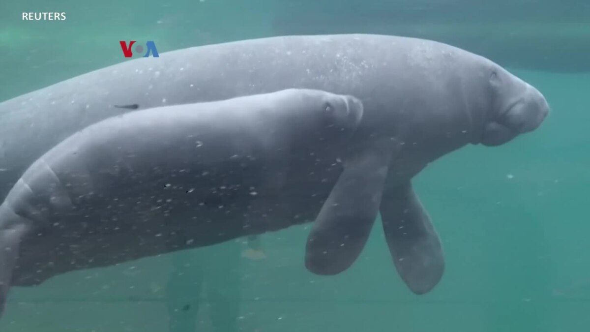 Kematian Sapi Laut Florida Melonjak akibat Peningkatan Polusi