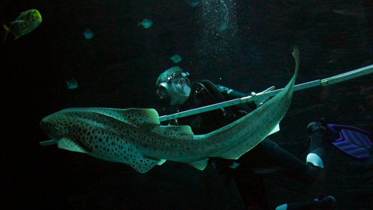 Leopard Sharks Dying by the Hundreds in San Francisco Bay