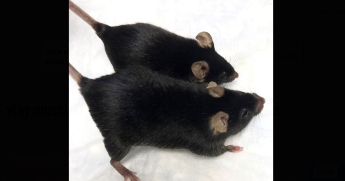 Experimental Treatment Kept Muscle on ‘Mighty Mice’ in Space
