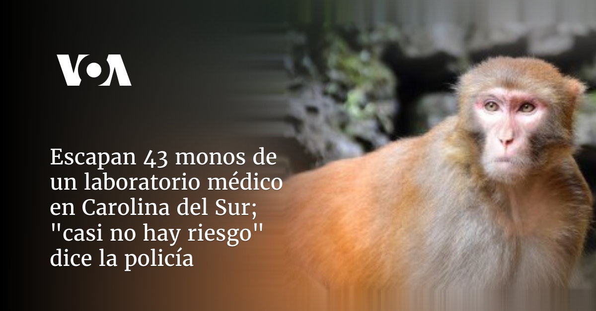 Escapan 43 monos de un laboratorio médico en Carolina del Sur; "casi no ...