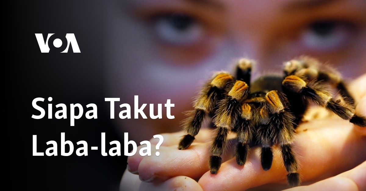 Siapa Takut Laba-laba?
