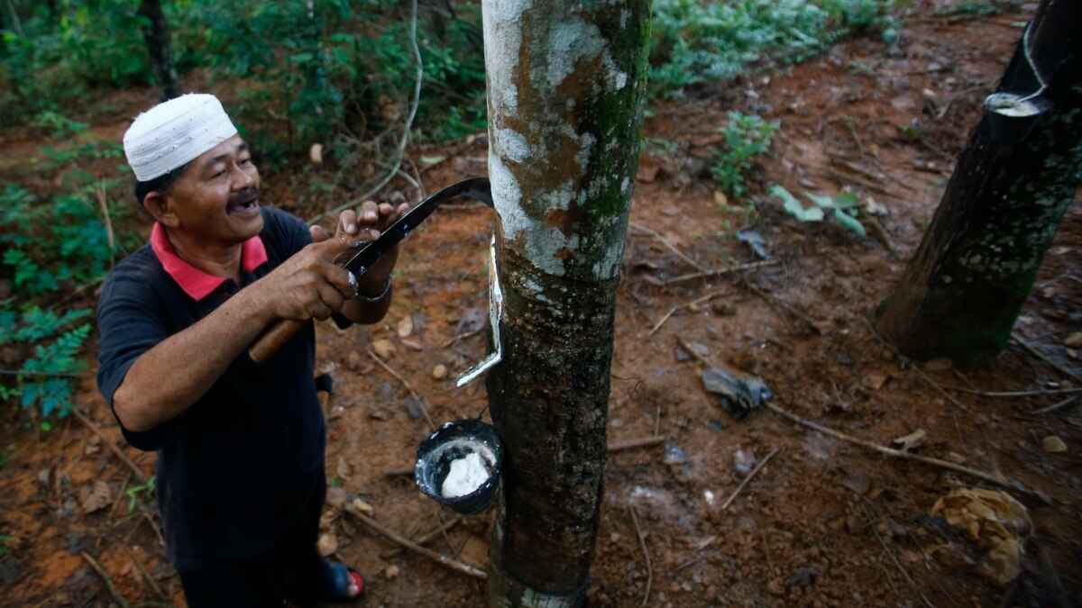 Southeast Asia's Rubber Farmers Hope for Rebound