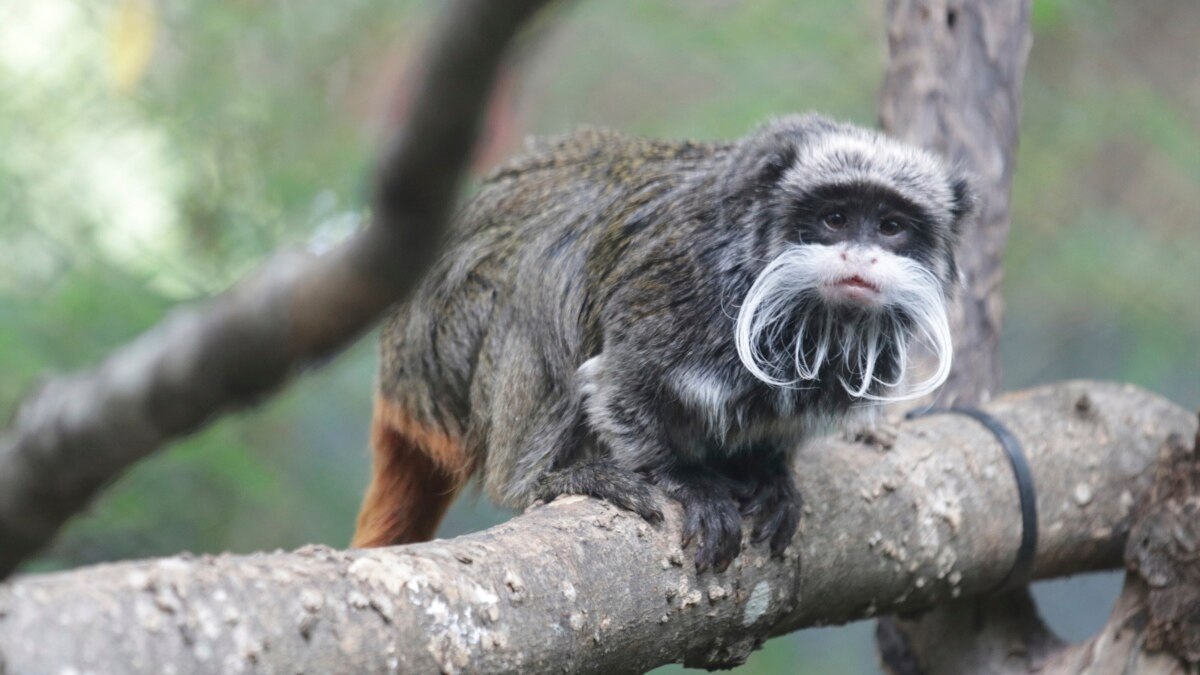 Kiyès ki Vòlè Makak Anprè Tamaren Zoo Dallas yo?