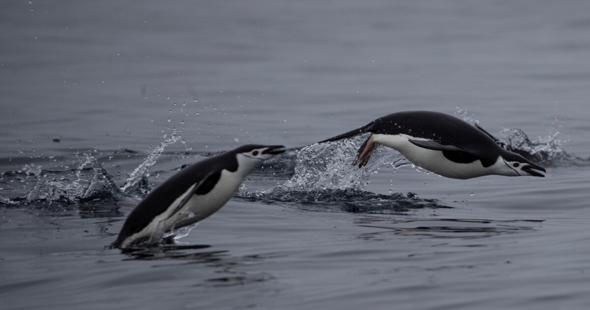 Penguin Poop Spotted from Space Reveals Hidden Colonies