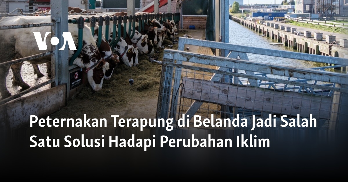 Peternakan Terapung di Belanda Jadi Salah Satu Solusi Hadapi Perubahan ...