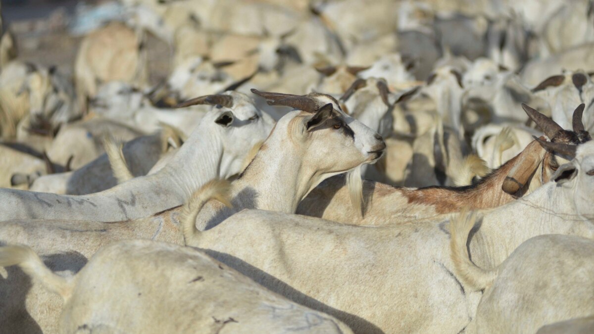 Dhoofka xoolaha oo dib uga billaabmay dekadda Kismaayo