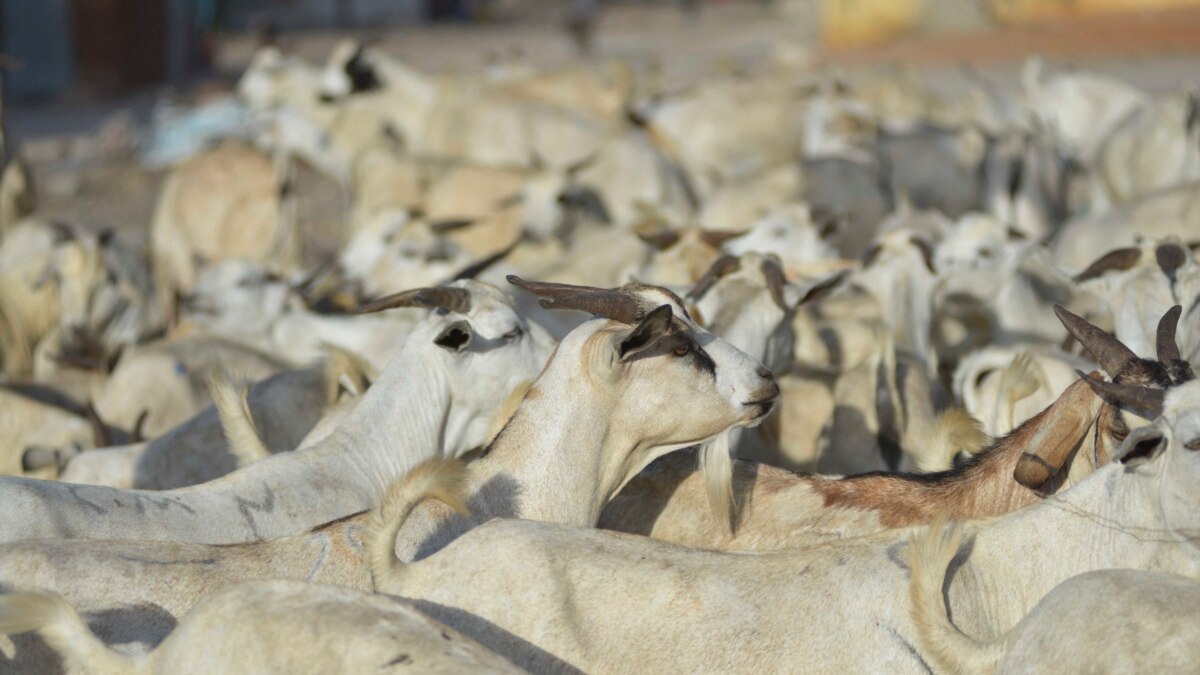 Buuq ka taagan dhoofinta xoolaaha Soomaalida oo la sheegay in loo xiray ...