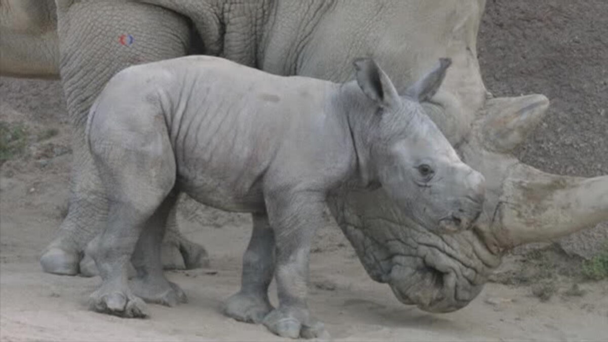 San Diego Zoo Welcomes Endangered Baby Rhino San Diego Zoo Welcomes Endangered Baby Rhino