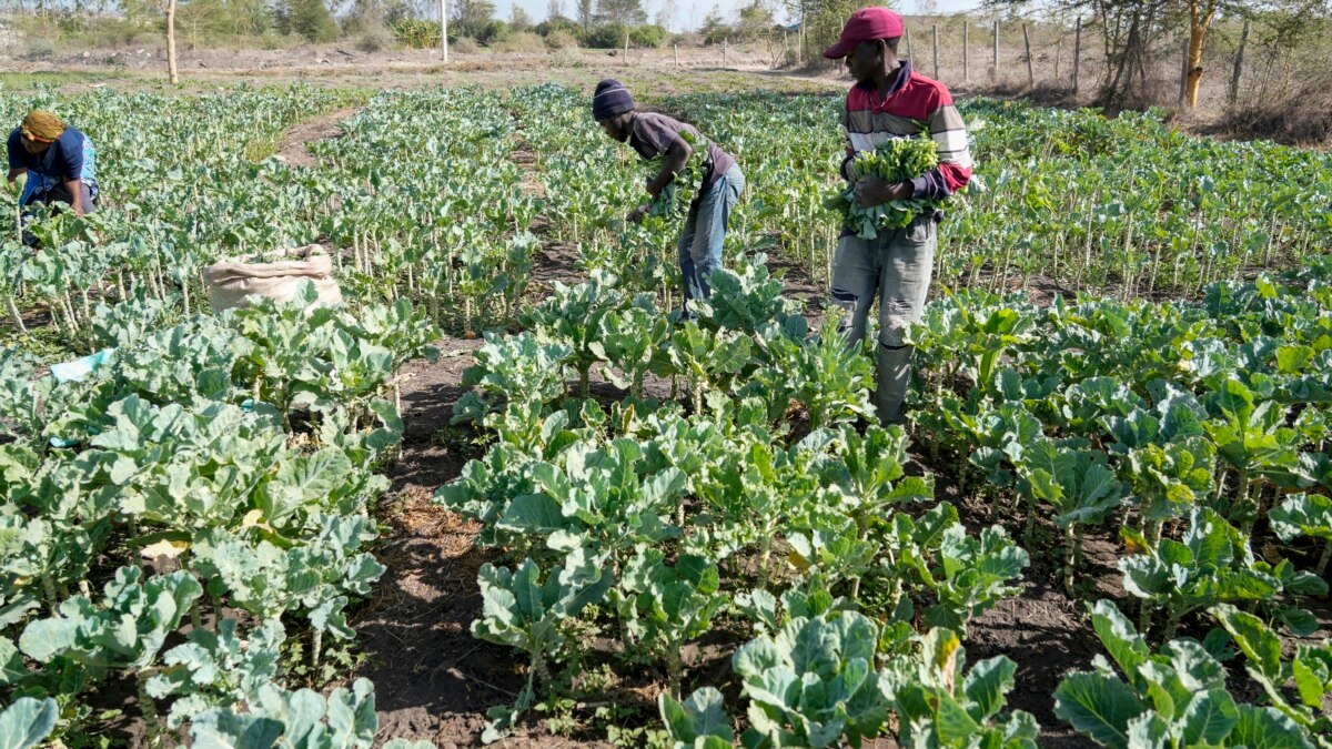 Chizvarwa cheZimbabwe, VaChinogureyi, Vosimudzira Basa reKurima Vari ...