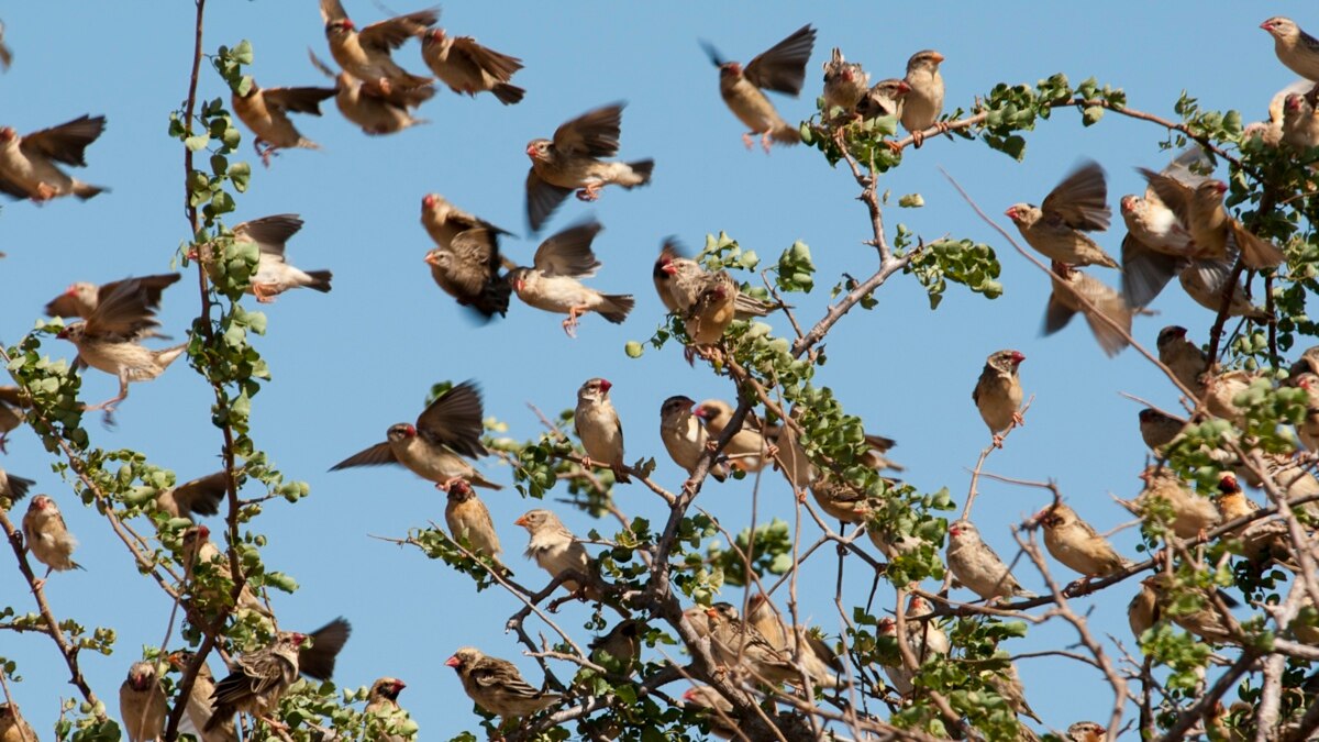 Kenyas Agriculture Authorities Defend Killing Of Invasive Birds
