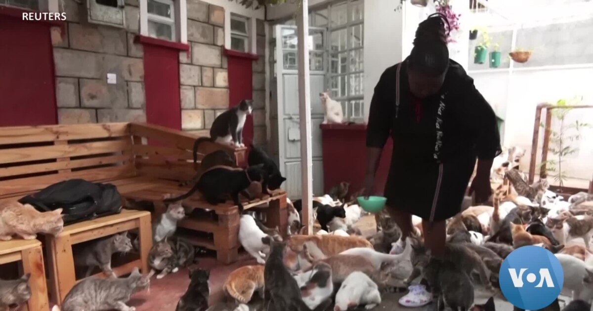 Kenyan 'Cat Woman' Shares Home With 600 Pets