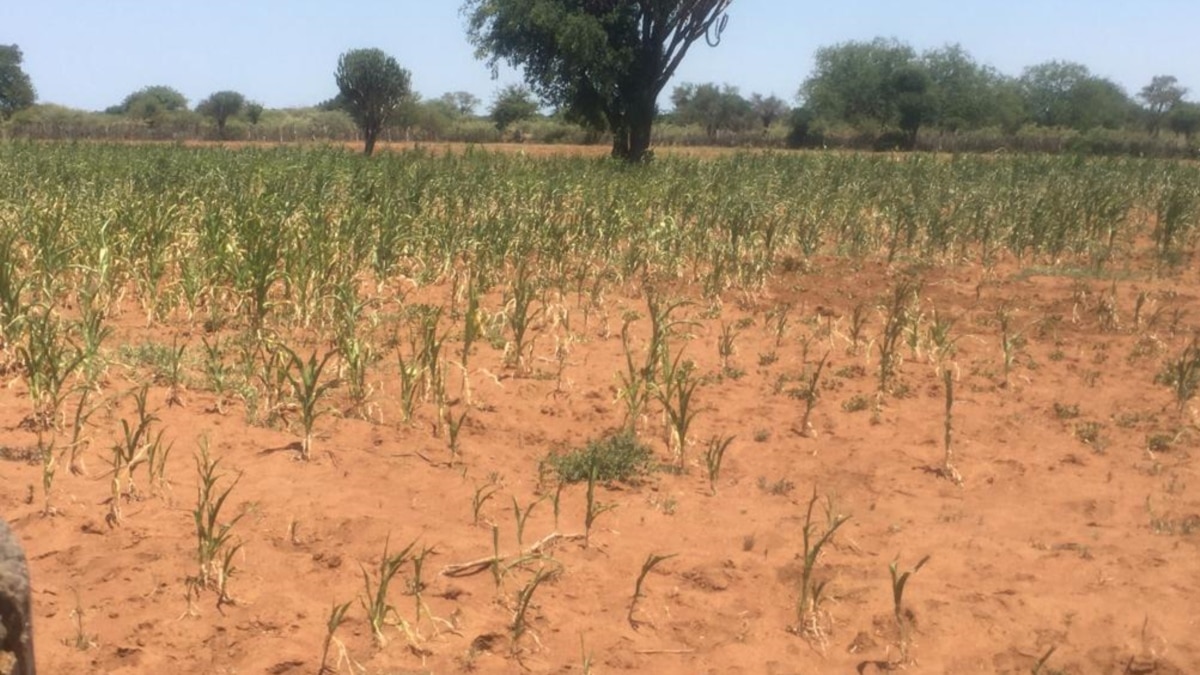 Izilimo Sezitshile Emasimini Ngenxa Yokuswelakala Kwezulu eMatabeleland ...