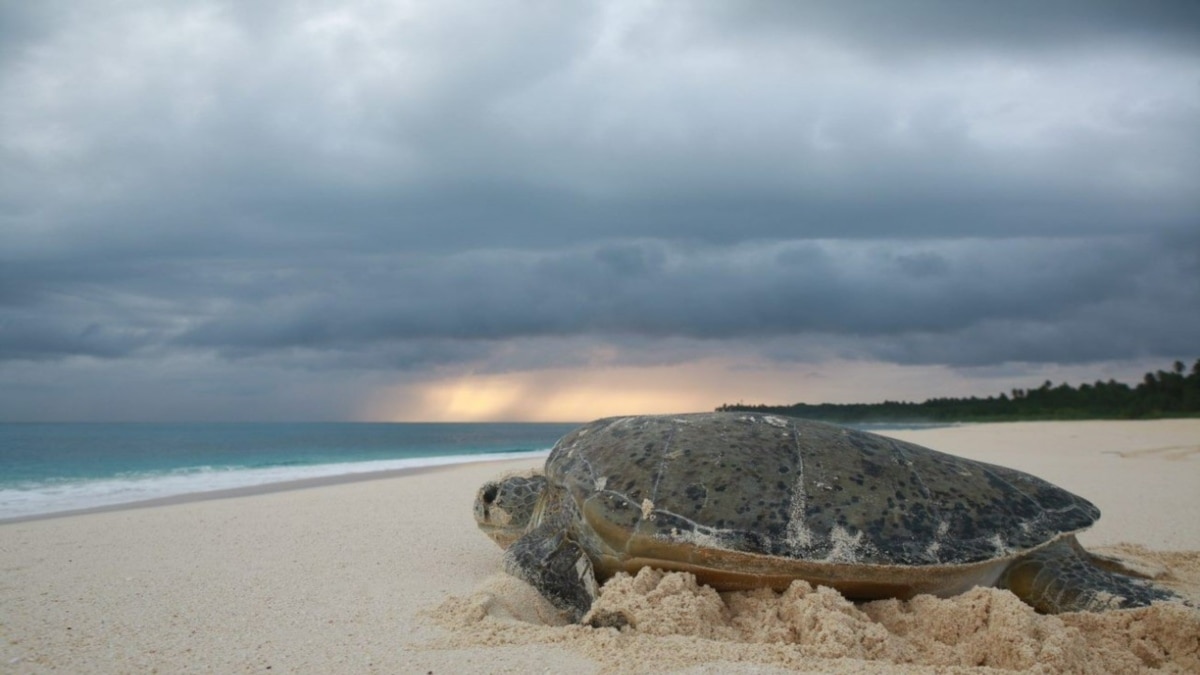 Penyu Makin Terancam, Para Aktivis Lingkungan Serukan Perlindungan