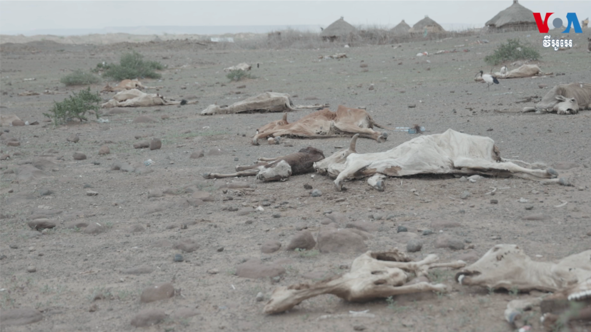 Buula-berde oo ay isugu darsameen Abaaro daran iyo go'doominta Al-shabab